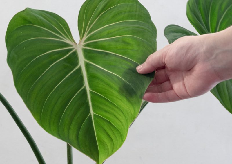 Elite Agricultural Services – Your One Stop Centre