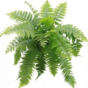 Fern Nephrolepis Macho – Elite Agricultural Services