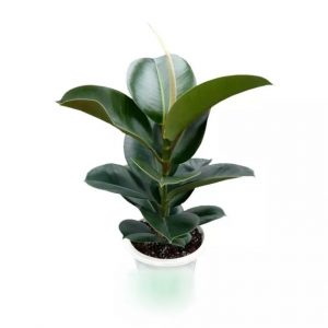 Ficus elastica ‘Sofia’ – Elite Agricultural Services