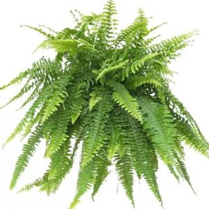 Nephrolepis Auriculata – Elite Agricultural Services
