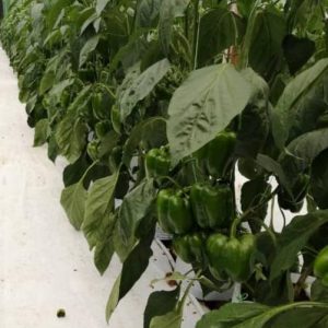 Vegetable – Elite Agricultural Services