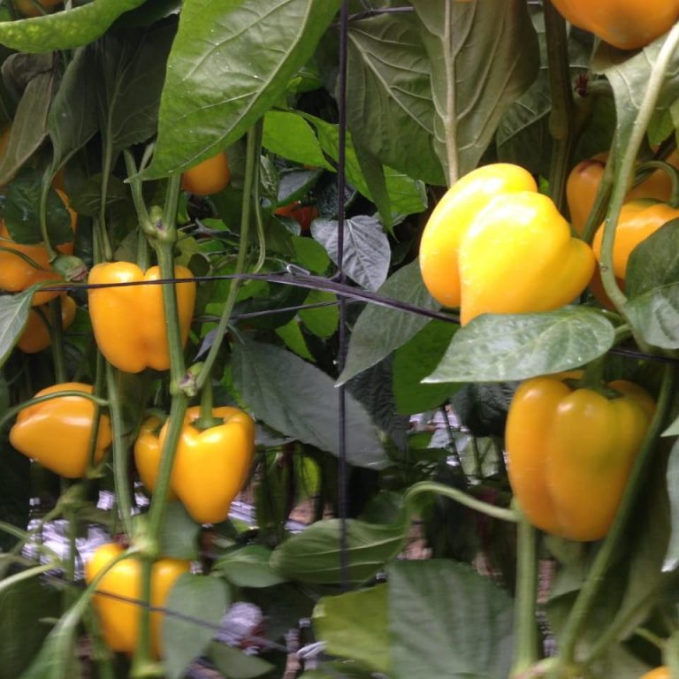 Vegetable – Elite Agricultural Services